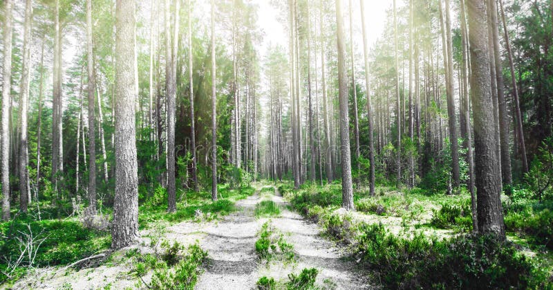 Forest and road stock photo. Image of destination, wild - 112375284