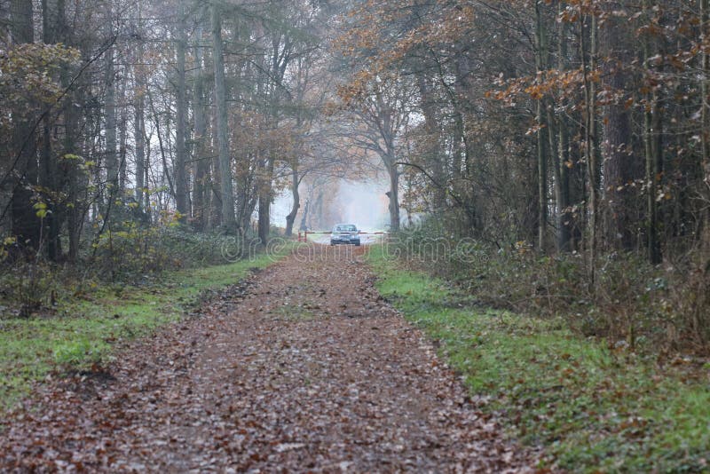 Forest Road in Wind Nature Background Dorsten Rhade High Quality Prints ...