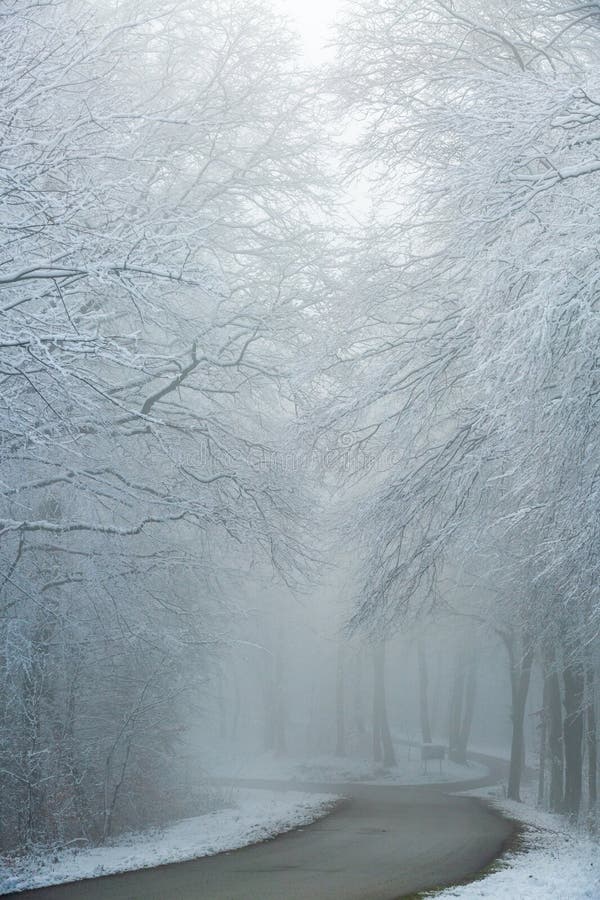 Forest road in winter fog stock photo. Image of croatia - 368126212