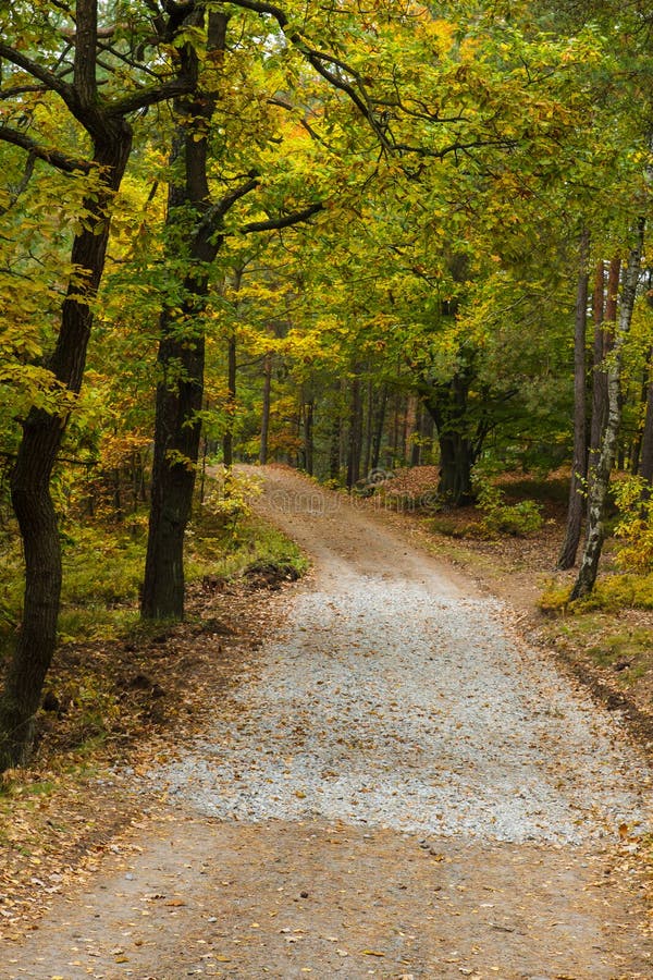Forest roads 7 stock image. Image of coler, green, archway - 34298109
