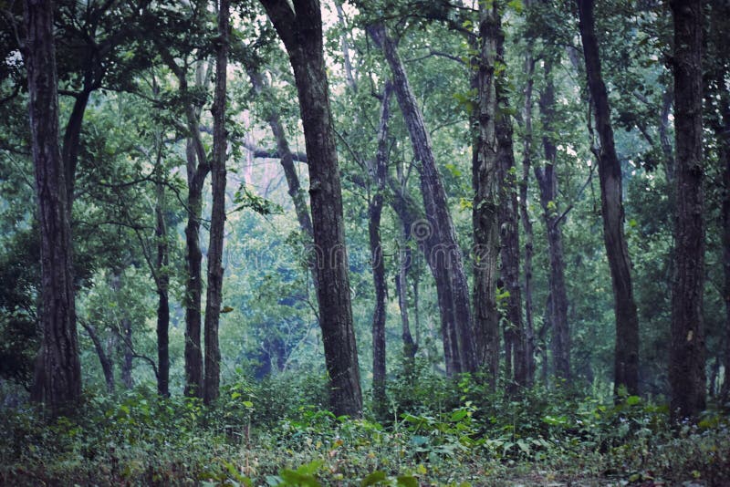 Forest stock photo. Image of forest, core, trees, roars - 85500894
