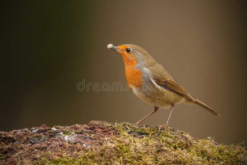 Forest robin with fat stock photo. Image of blurred, green - 37716366