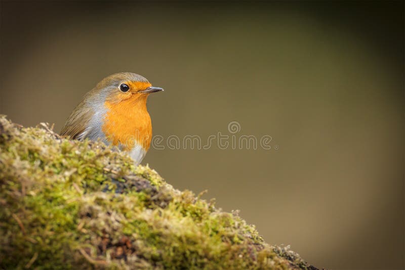 Forest robin on green stock image. Image of green, cold - 38829173