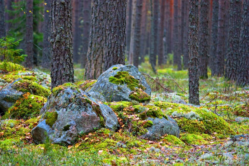 Forest on the rock stock image. Image of stone, evening - 13001795