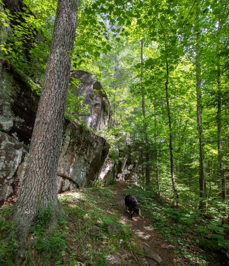 Forest and Rock Along Algonquin Highlands Trails in Haliburton Ontario ...