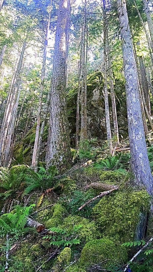 Forest Rock stock photo. Image of large, outdoor, trees - 74787162