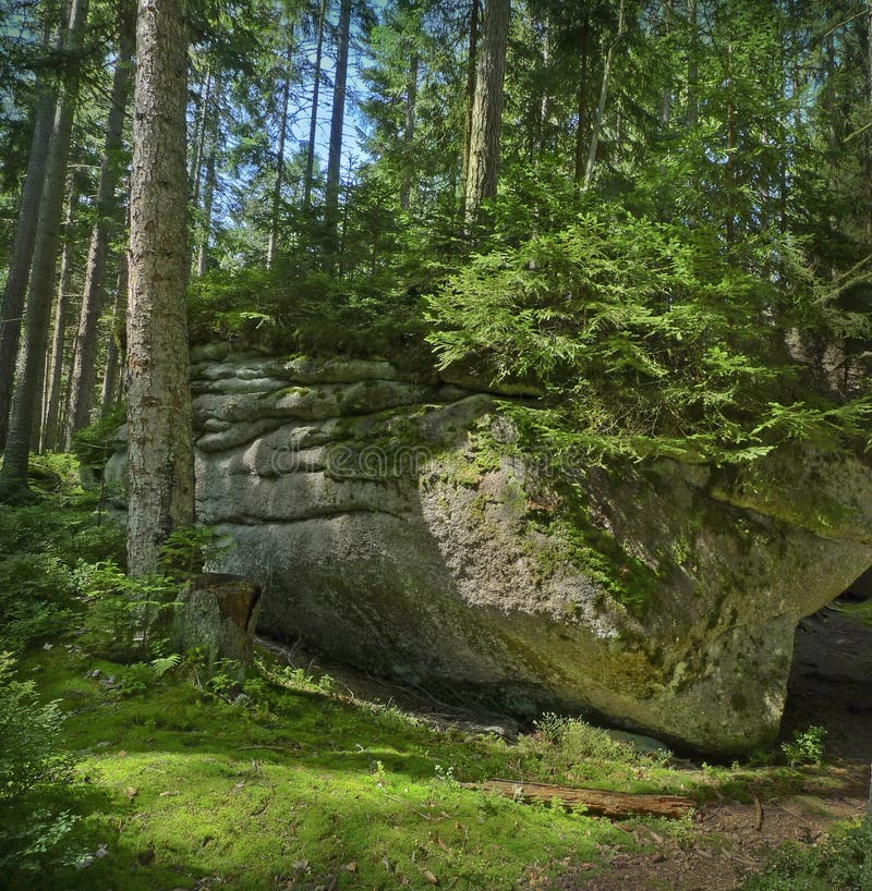 Stones in the forest stock photo. Image of leaves, mist - 54900262