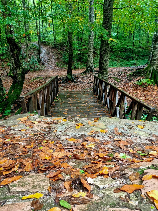 Forest in Rock Rain Bridge Camping Stock Photo - Image of soil, forest ...