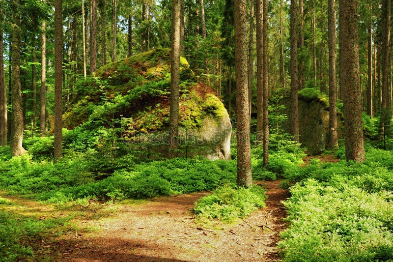 Forest and rock stock photo. Image of background, plant - 88435092