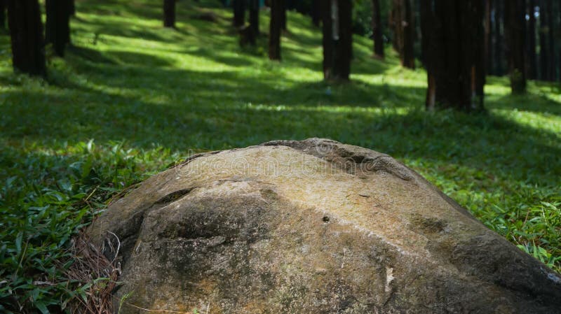 Forest Rock Surrounded Pine Tree Trunks Stock Photos - Free & Royalty ...