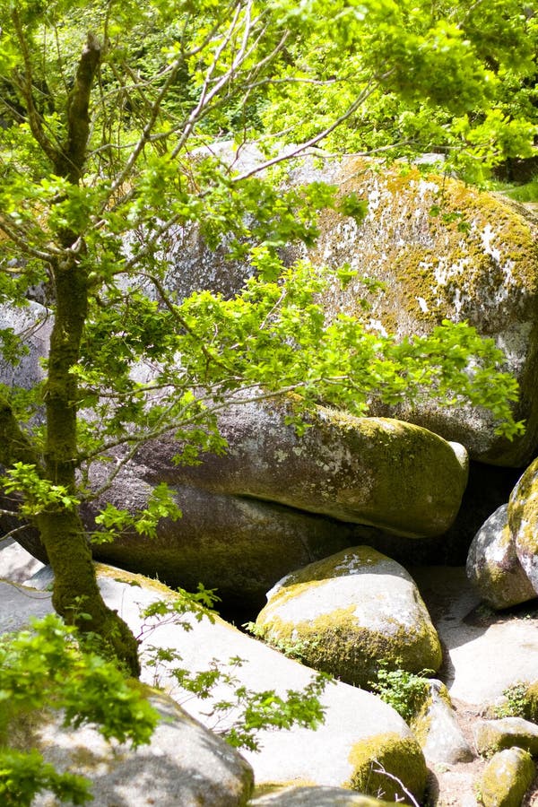 Forest with rocks stock photo. Image of brittany, walk - 9677024