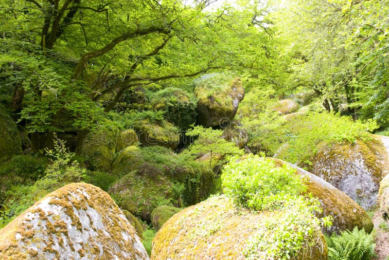 Forest with rocks stock image. Image of fungus, green - 9677061