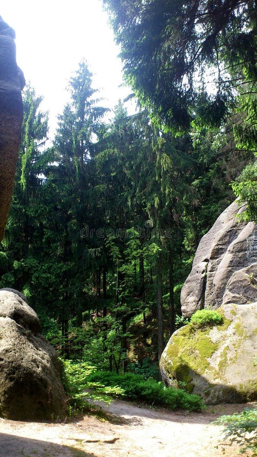 Forest and rocks stock photo. Image of peace, branches - 87621052