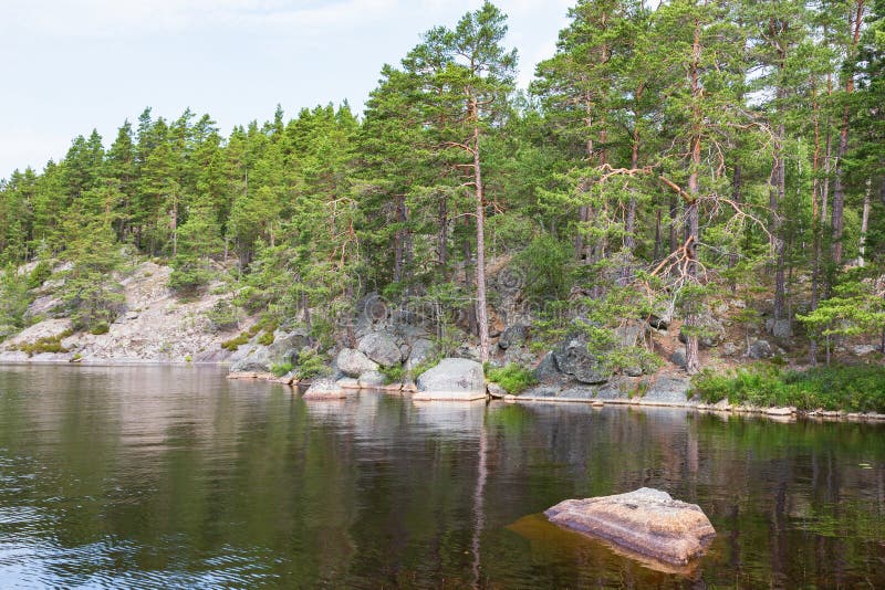 Forest and rocks at a lake stock image. Image of coniferous - 56220895