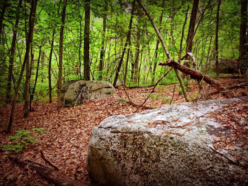 Forest rocks stock photo. Image of forest, summer, leaves - 72205504