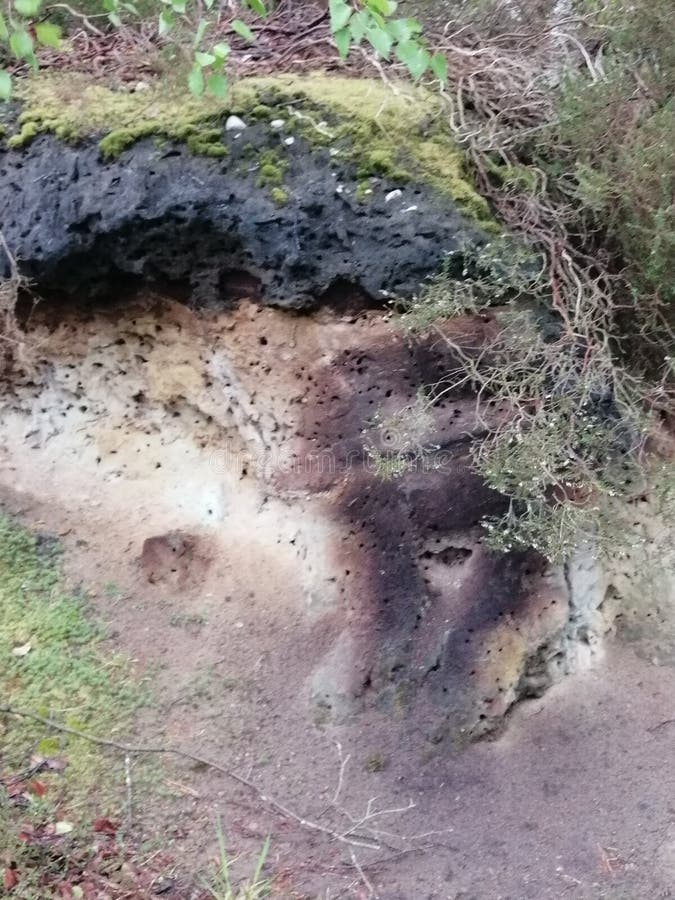 Forest roots stock image. Image of erasion, forest, dwellings - 147390187