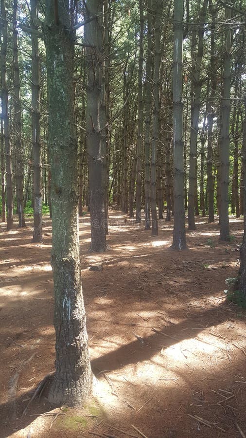 Forest 79 stock image. Image of forest, green, nature - 76927561