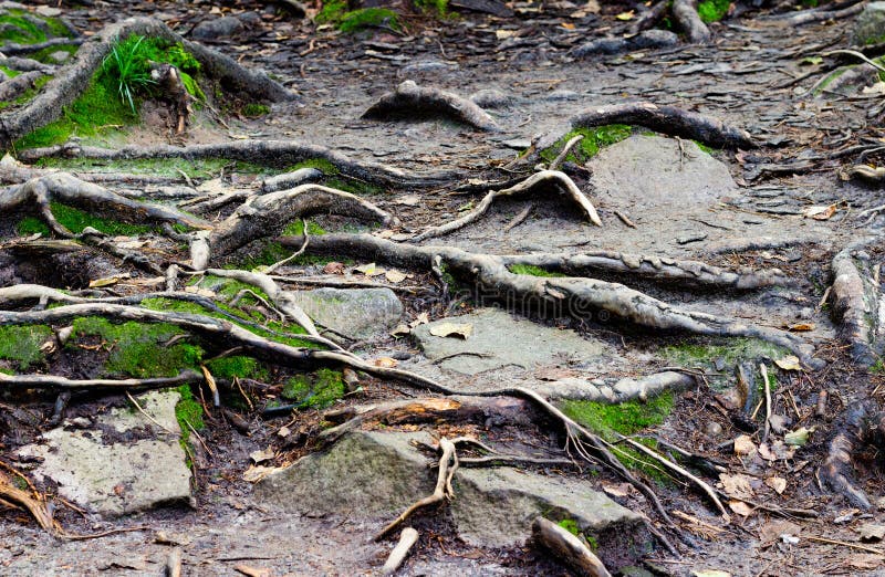 Forest Roots with Stones Ground Backdrop Stock Photo - Image of earth ...
