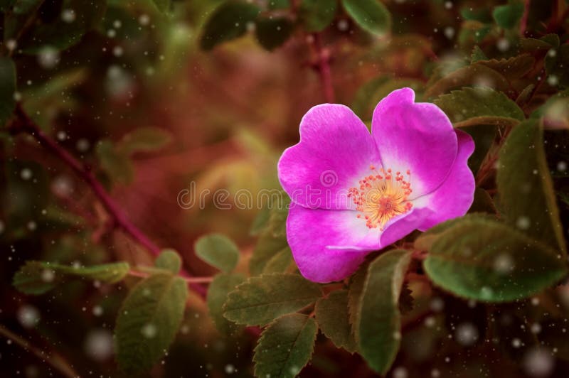 Forest Rose stock photo. Image of shrub, thorns, leaves - 41847240