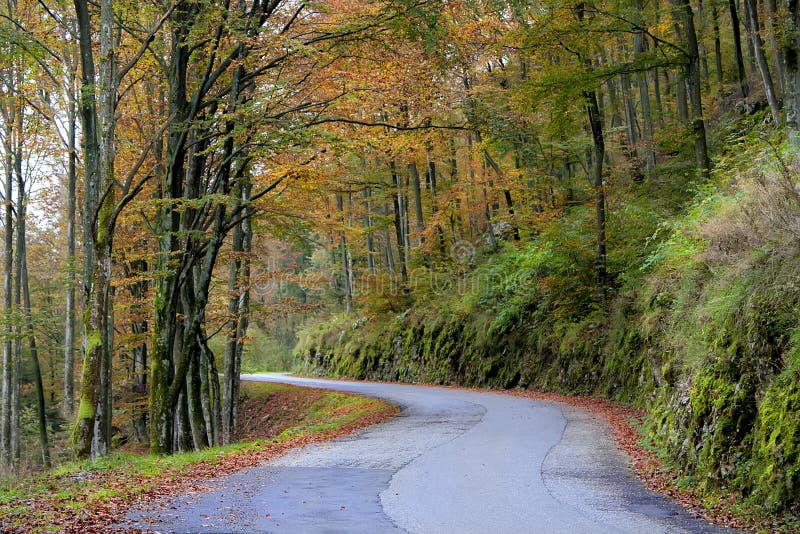 Forest roud stock image. Image of grass, growth, scene - 75353403