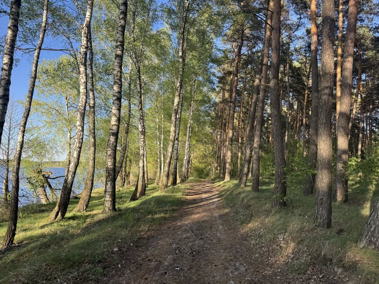 Forest with Rows of Pine Trees Rising among Empty Winding Paths. Pine Trees Lined the Paths in ...