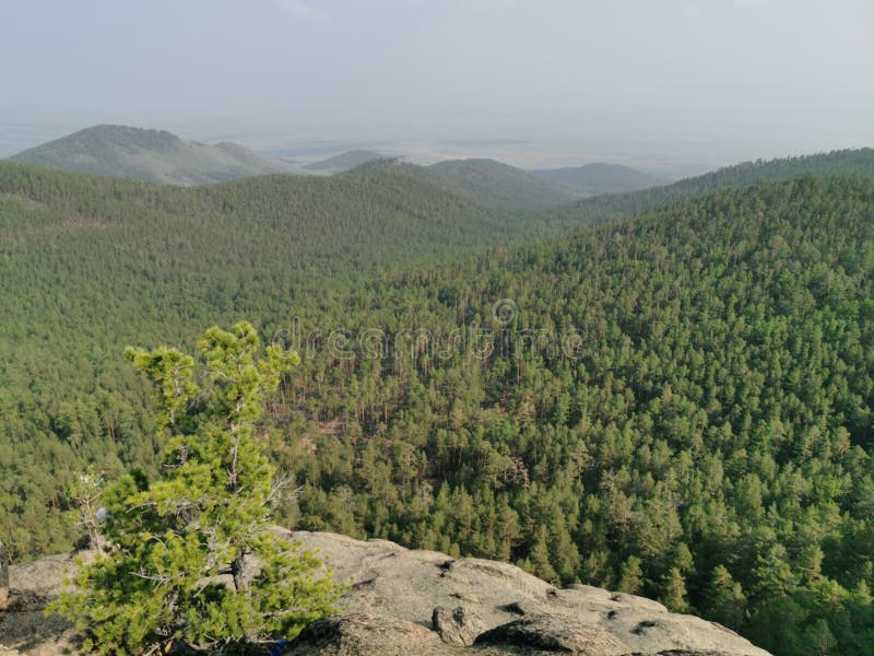 In the forest in Russia stock image. Image of trees - 178801427