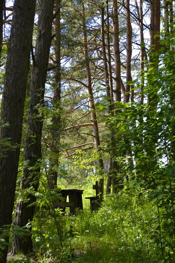 Forest stock photo. Image of herb, green, warm, tree - 64971146