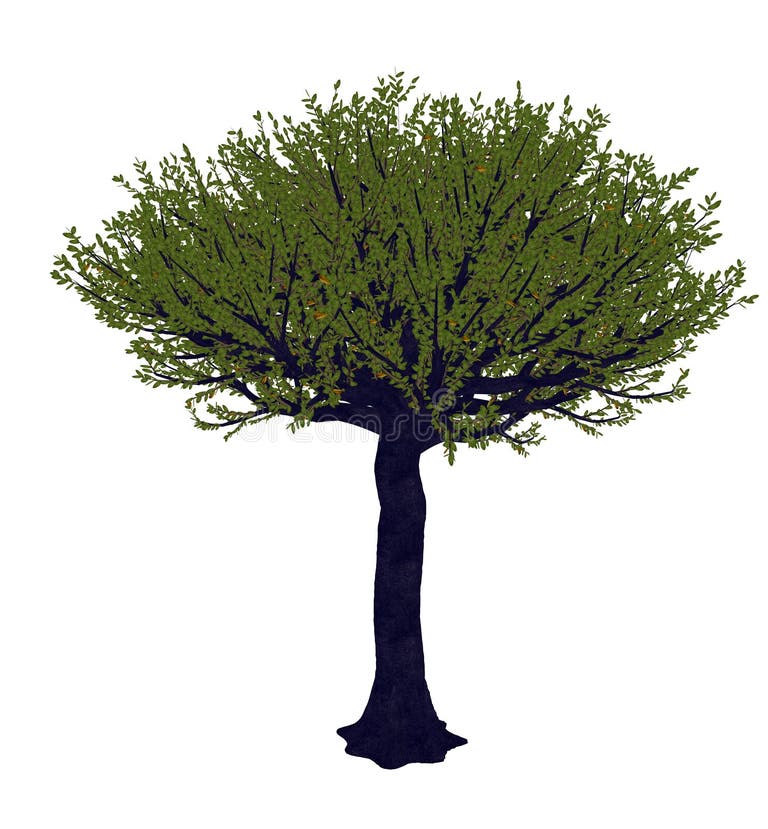 Ficus Tree Stock Illustrations – 6,180 Ficus Tree Stock Illustrations ...