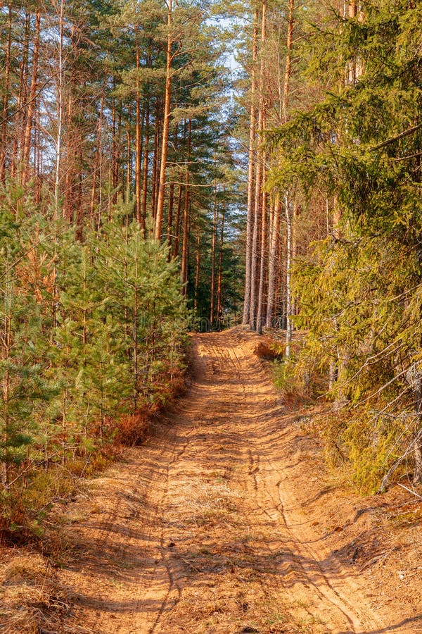 Forest Sandy Road in a Coniferous Forest Stock Image - Image of conifer ...