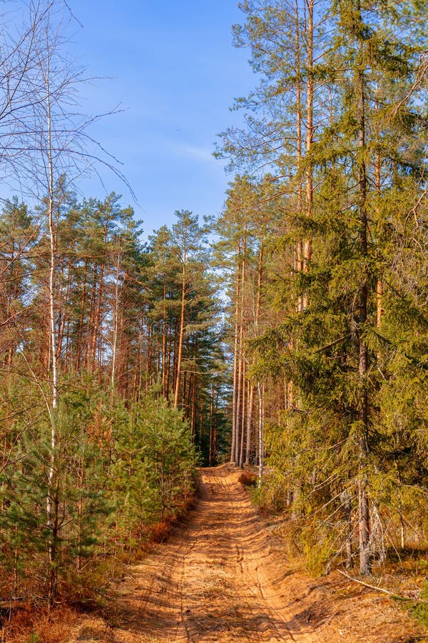 Forest Sandy Road in a Coniferous Forest Stock Photo - Image of grow ...
