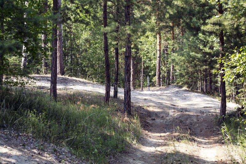 Forest Sandy Road. Forest Landscape Stock Image - Image of mist, sunny ...