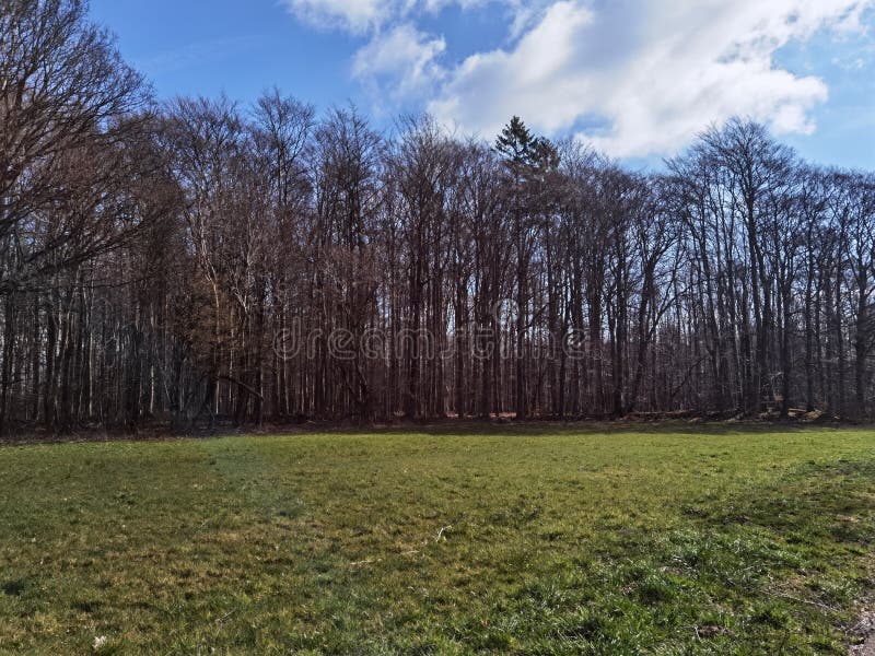 Forest Saving Walk in Spring Stock Photo - Image of grass, tree: 245573790