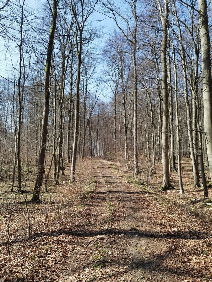 Forest Saving Walk in Spring Stock Photo - Image of soil, grove: 245573830