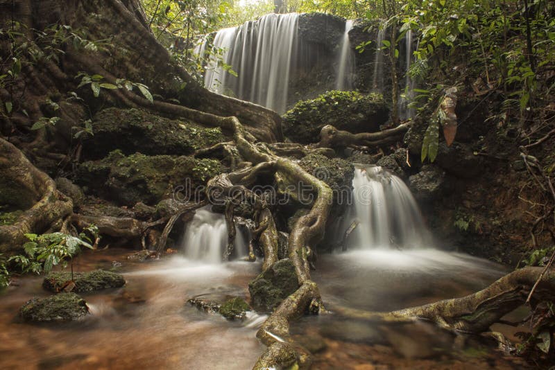 Forest Scape stock image. Image of flora, creative, patterns - 89062727