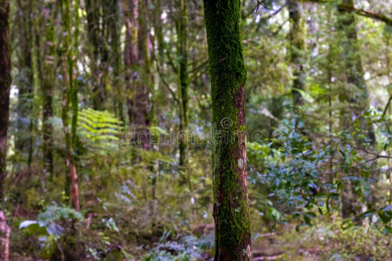 Forestscape (Trees in the Woods) Stock Photo - Image of deciduous ...