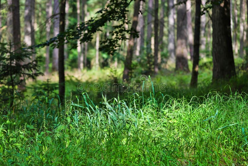 Forest scape in the summer stock photo. Image of tree - 159973984