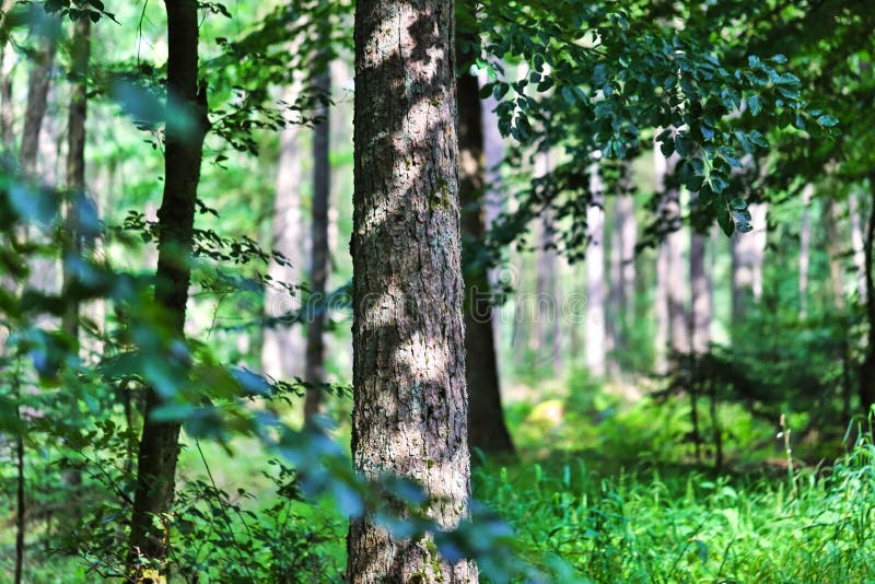 Forest scape in the summer stock photo. Image of forest - 159974026