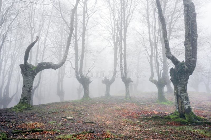 Forest with scary trees stock image. Image of foliage - 35891535
