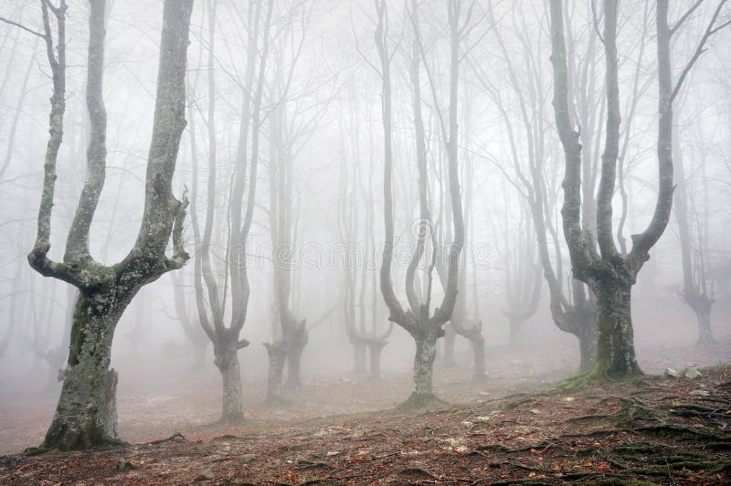 Scary Trees Creepy Spooky Park Alley Stock Image - Image of autumn ...