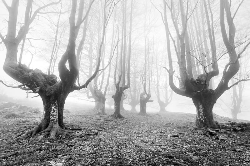 Forest with scary trees stock photo. Image of fairy, branch - 35944428
