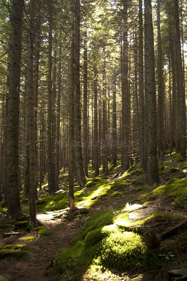 Forest scene stock photo. Image of lumber, woods, environment - 15414072