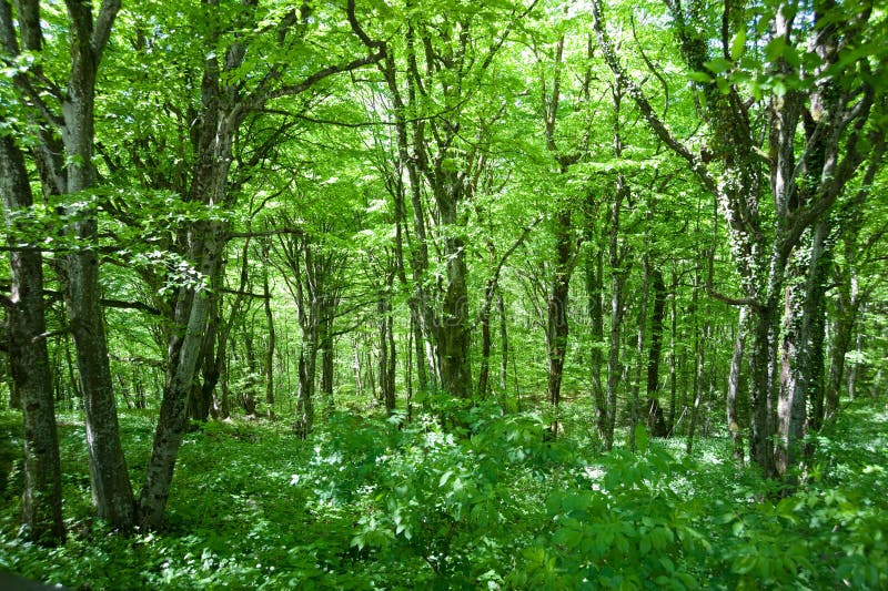 Forest scene stock image. Image of sunny, fresh, view - 19859243