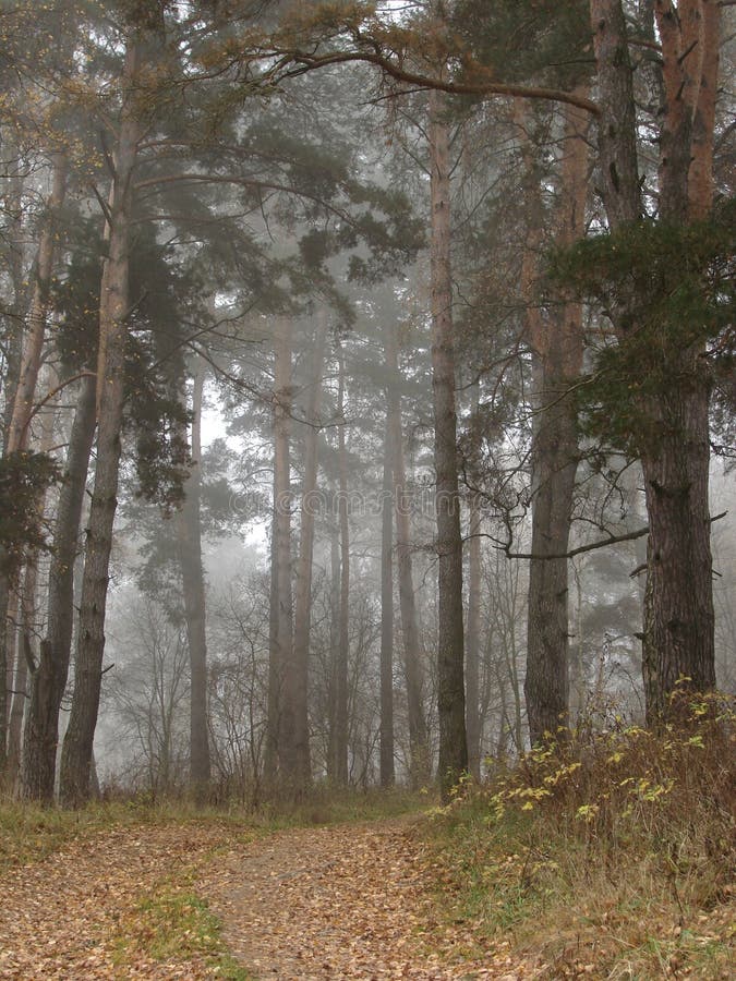 Forest scene stock image. Image of pine, tree, beautiful - 3503681