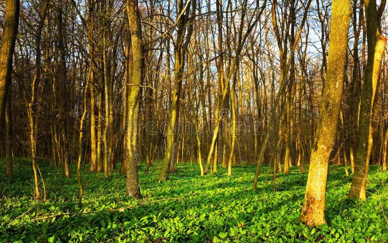 Forest scene stock image. Image of wood, nature, landscape - 4974361