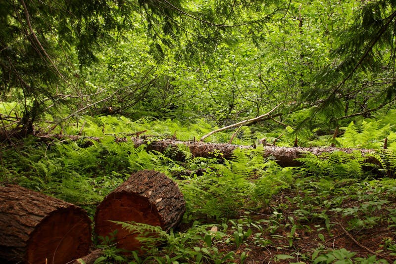 Forest Scene stock image. Image of peace, land, grass - 6066973