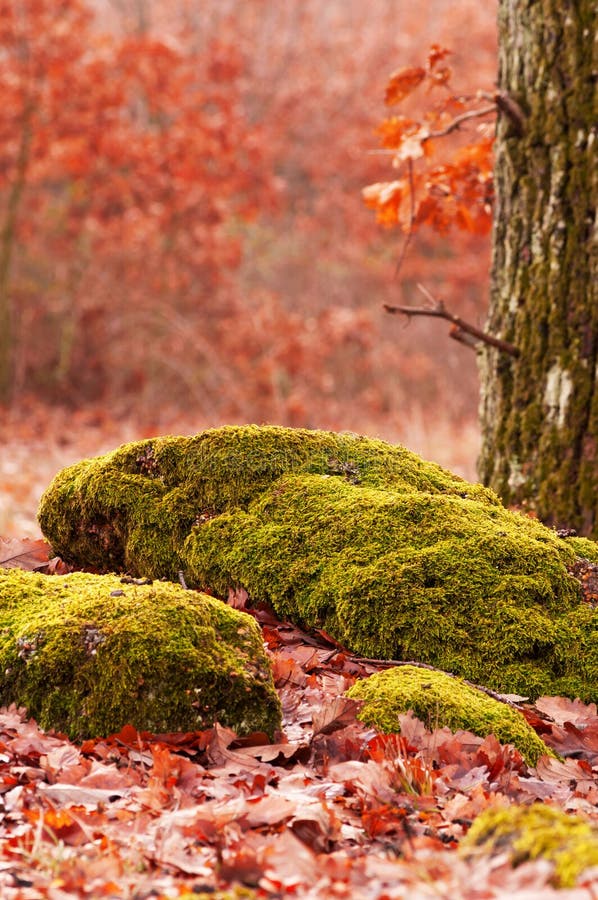 Forest scene in autumn stock image. Image of foliage - 28616103