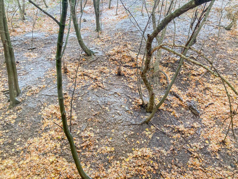 Colorful Winter Forest Pattern Abstract Trees Shrubs Stock Photos ...