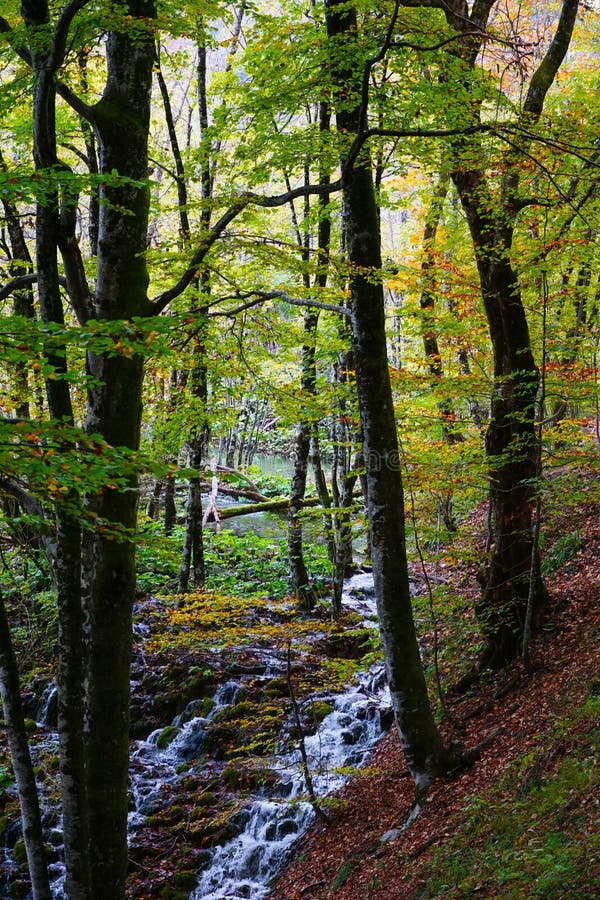 Forest Scene in Autumn with a Stream of Fresh Spring Water Flowing ...