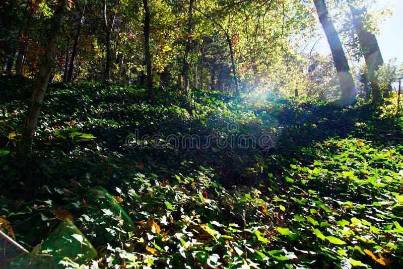 Forest Scene in the Blue Ridge Mountains Stock Photo - Image of color ...