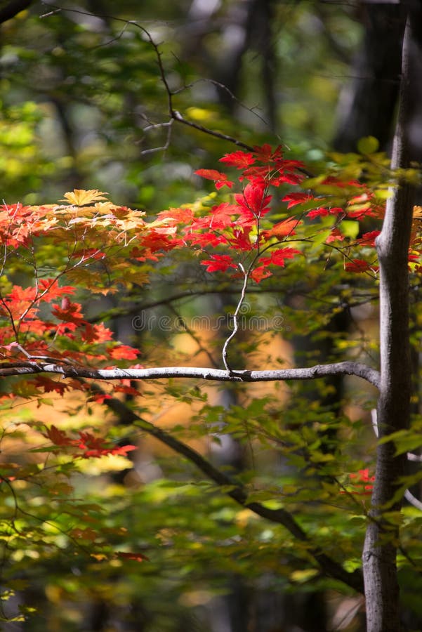 Forest Scene, Color, Vertical Thin Tree and Horizontal Branch with Red ...